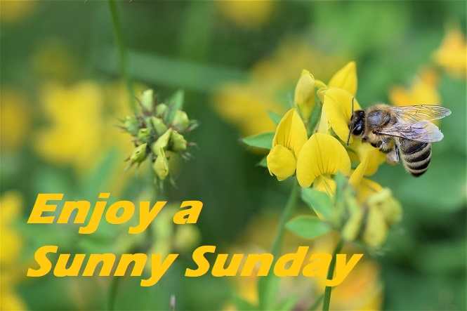 Sunny Sunday – MurmelMeister