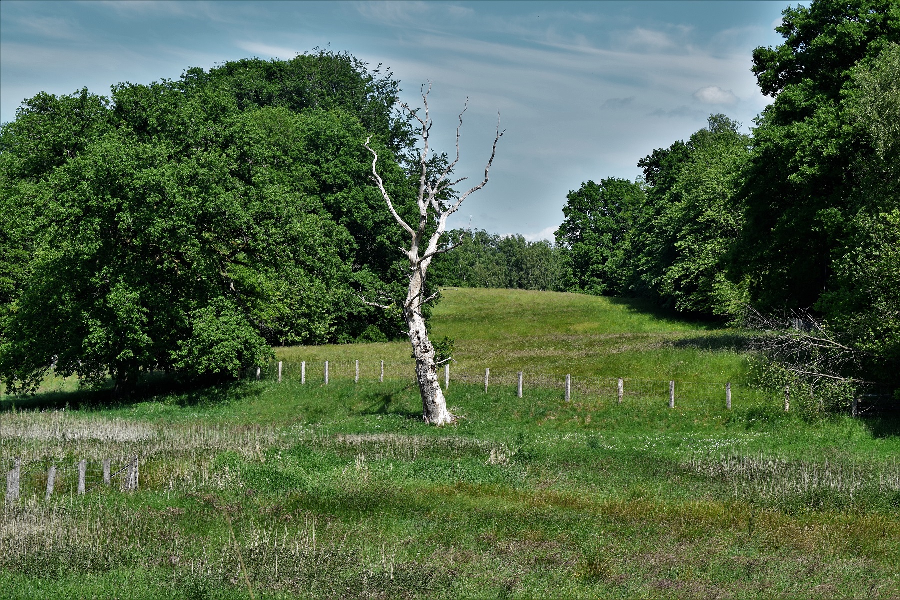 Dead Tree Poetry || Haiku – MurmelMeister