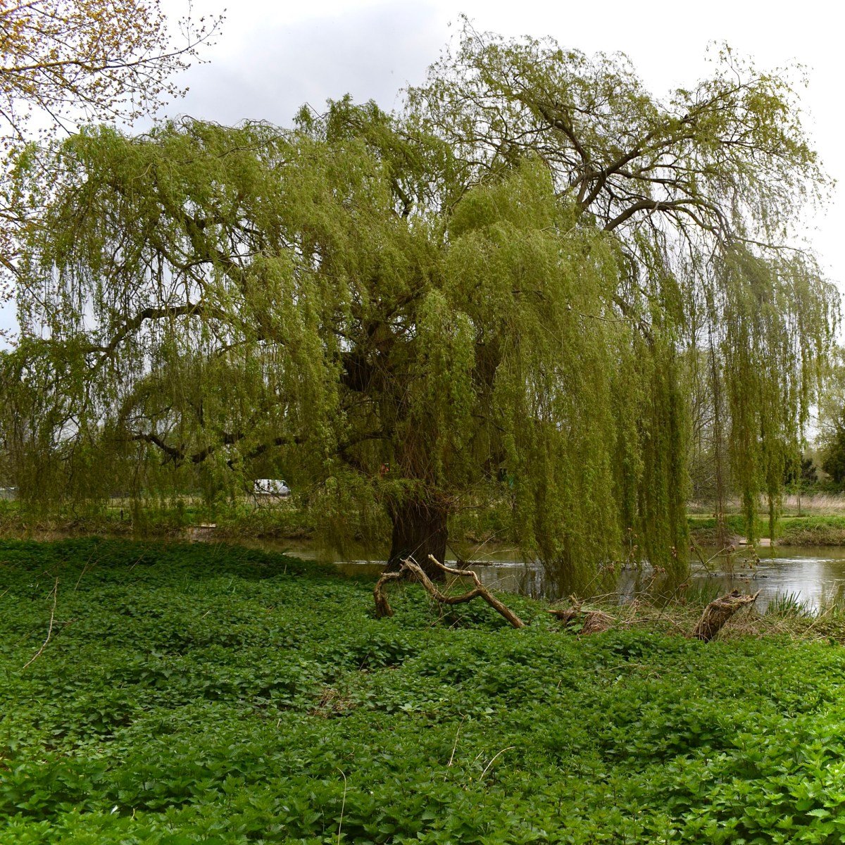 Elemental Nexus – MurmelMeister